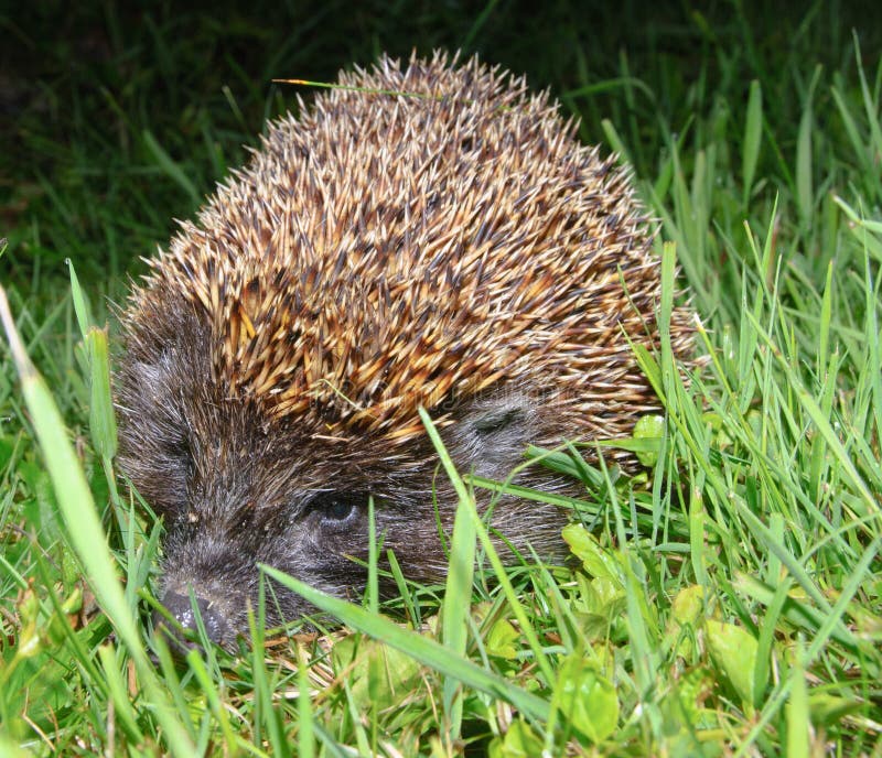 138 Hiding Hedgehog Stock Photos - Free & Royalty-Free Stock Photos ...