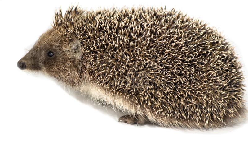 European Hedgehog on White Background Stock Photo - Image of young ...