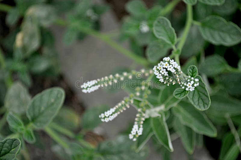 European Heliotrope Heliotropium Europaeum Stock Image - Image of flora ...