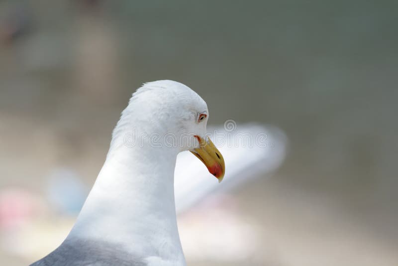 European herring gull stock photo. Image of aquatic, nature - 85670232