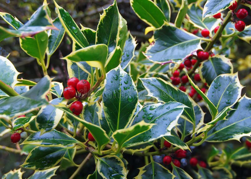 Holly Bush with Red Berries Stock Photo - Image of holly, evergreen ...
