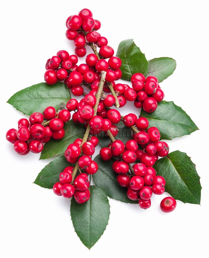 European Holly (Ilex) Leaves and Fruit. Stock Image - Image of ornament ...
