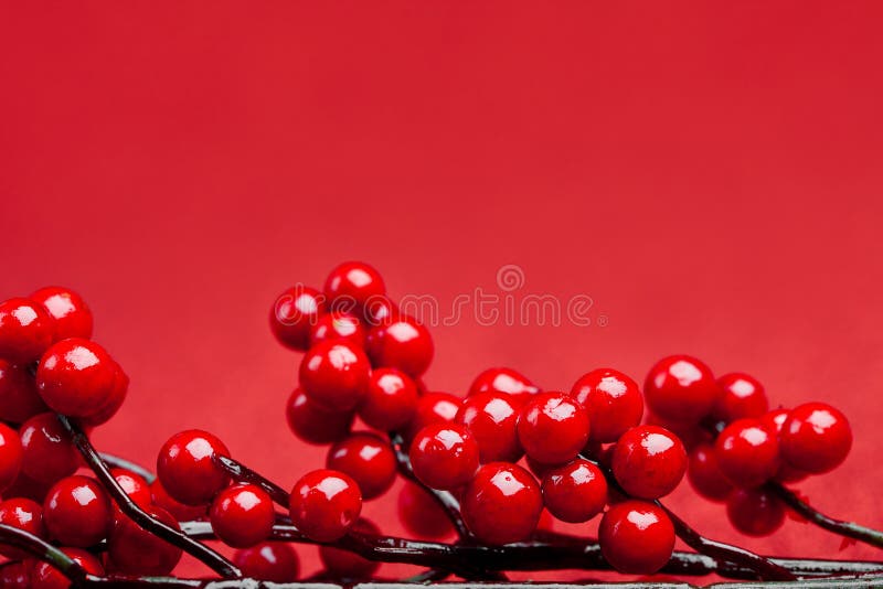 European Holly on Red Background Stock Photo - Image of backdrop ...