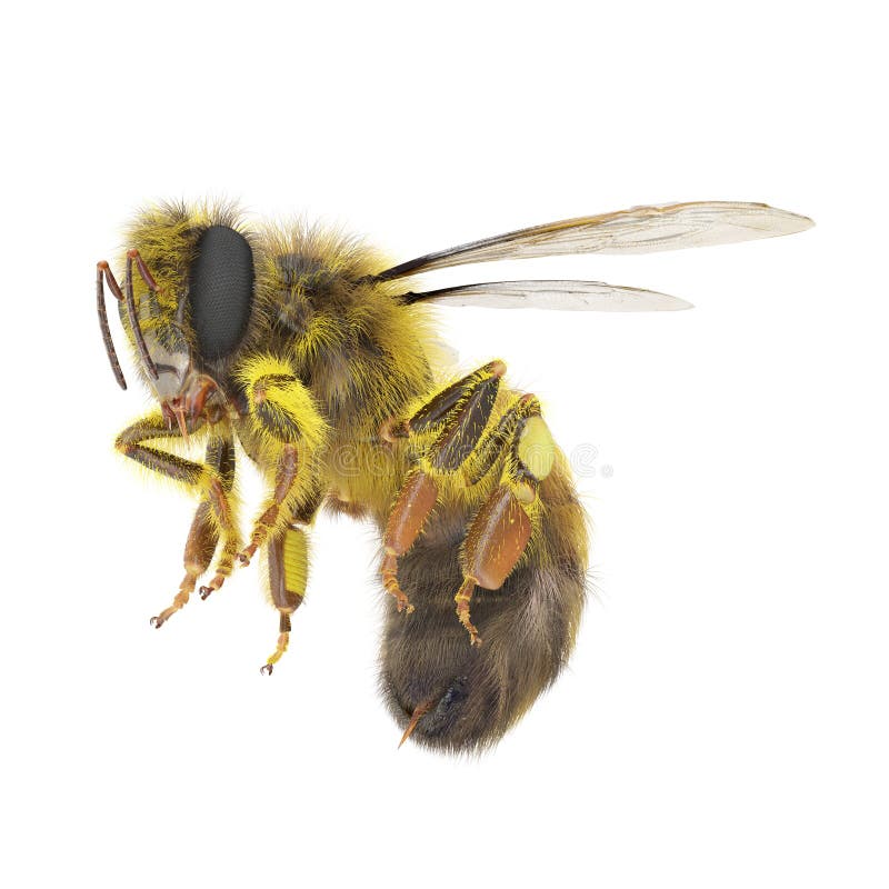 Bee Wing Detail Stock Illustrations – 1,541 Bee Wing Detail Stock ...