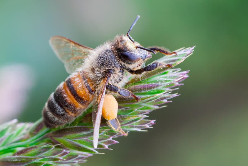 European honey bee stock photo. Image of apis, honey - 40298514