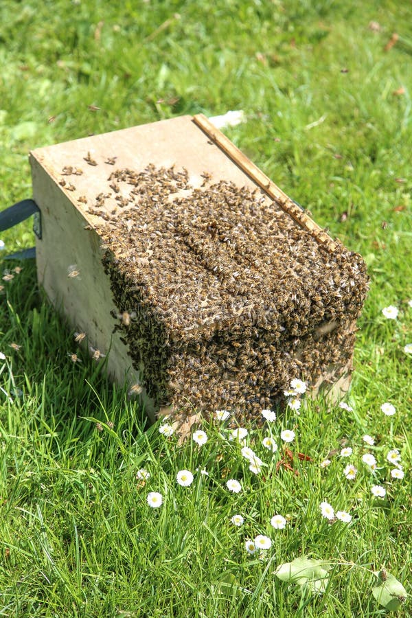 European Honey Bees Swarming the Hive Stock Image - Image of teamwork ...