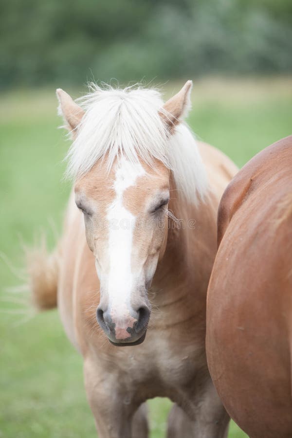 European horse stock photo. Image of exteriors, daytime - 73704178
