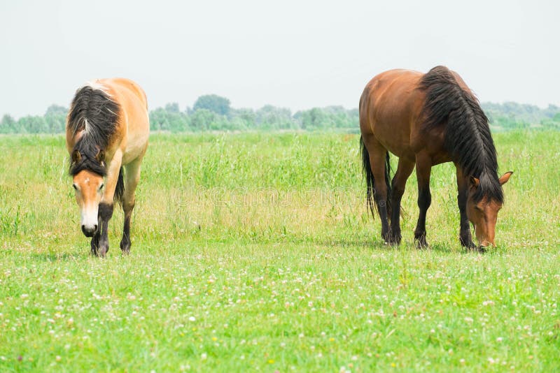 European horsed stock photo. Image of heads, artworks - 73704694