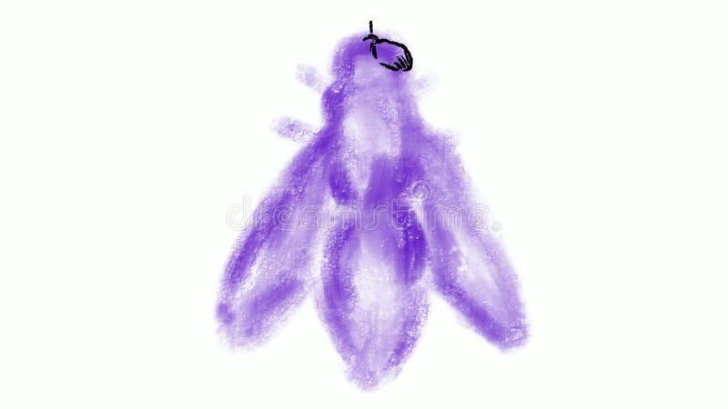 European Hoverfly Drawing Time Lapse 2D Animation Stock Footage - Video ...
