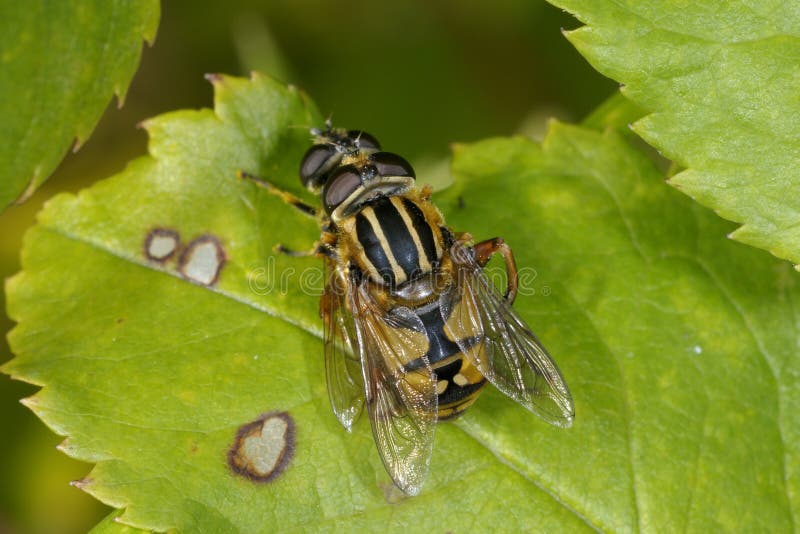 Hoverfly or Sunfly - Helophilus Pendulus Stock Image - Image of eyes ...