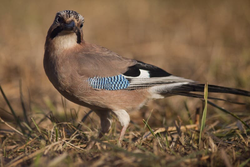 European Jay (Garrulus Glandarius) Stock Image - Image of ambush, perch ...