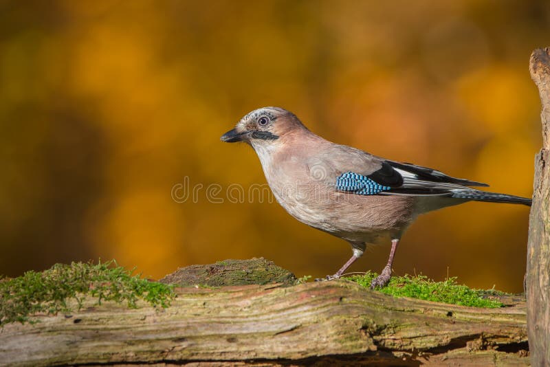 European jay in fall stock image. Image of background - 93070131