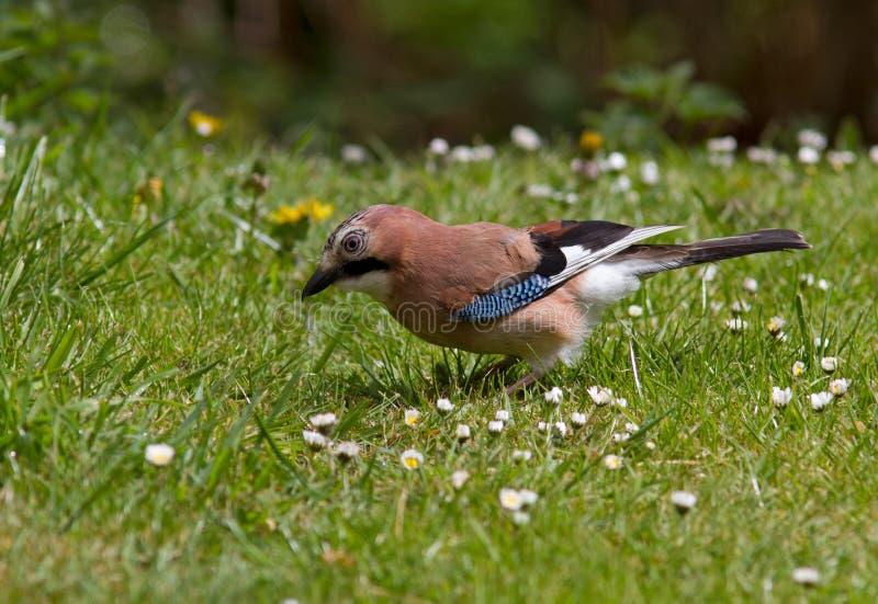 European Jay stock image. Image of leaf, brown, glandarius - 31261373