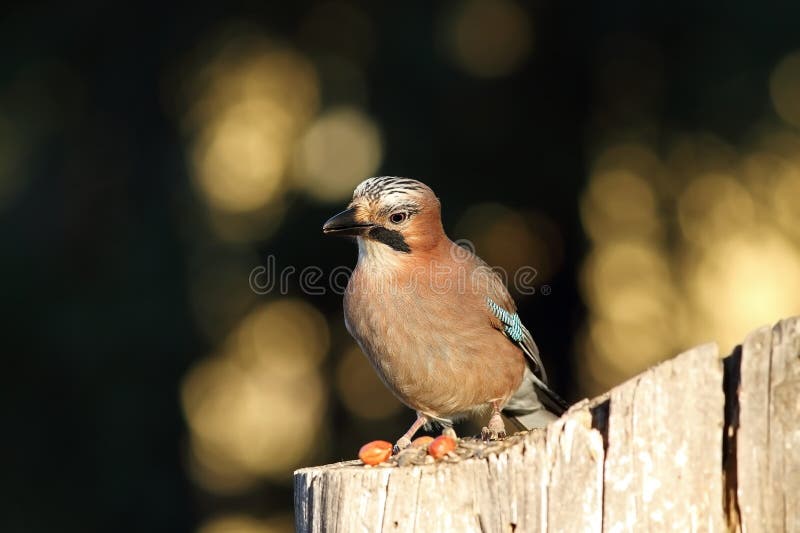 European Jay Looking Camera Stock Photos - Free & Royalty-Free Stock ...