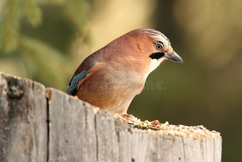 European Jay Standing on Stump Stock Photo - Image of eurasian ...