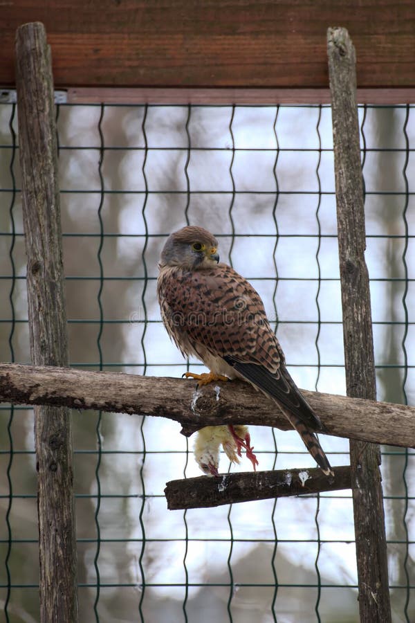 A European Kestrel (Falco Tinnunculus) with Dead Chick Stock Photo ...