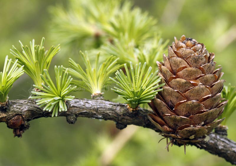 European Larch stock photo. Image of tree, leaves, shoots - 14674444