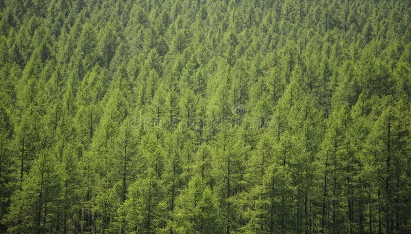 European larch stock image. Image of landscape, tree - 21227693