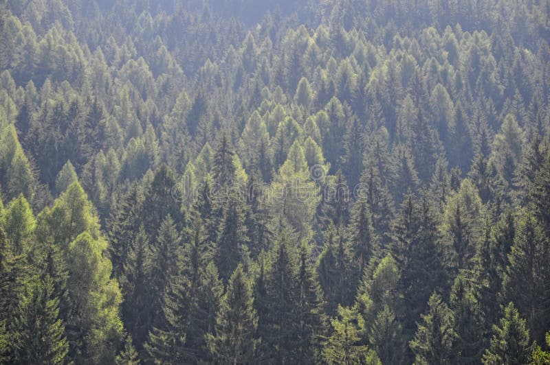 European larch stock image. Image of backgrounds, summer - 21227743