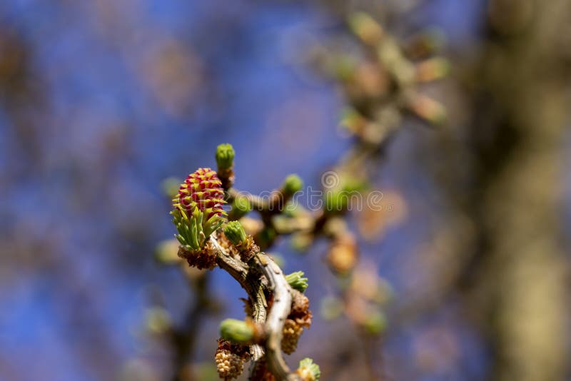 European Larch during the Appearance of the First Needles in Spring ...