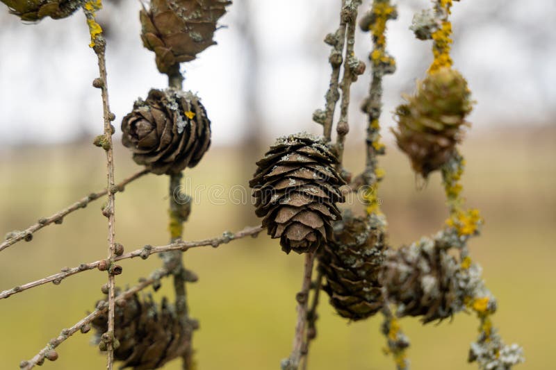 European Larch Tree (Larix Decidua) Cones on a Branch without Needles ...