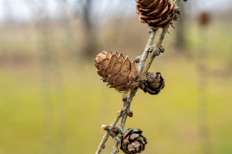 European Larch Tree (Larix Decidua) Cones on a Branch without Needles ...