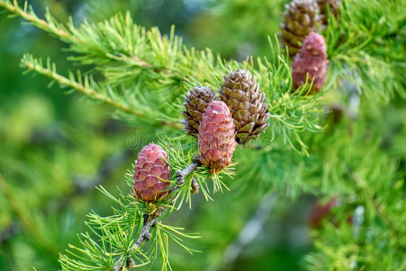 European Larch, Typical Flora from the Swiss Alps Stock Photo - Image ...