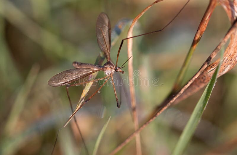 European Large Crane Fly, Tipula Maxima Stock Photo - Image of morning ...