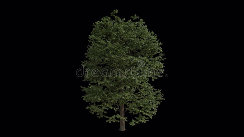 European Lime Tree Blowing in the Wind. Wind Blows the Tree. Alpha ...