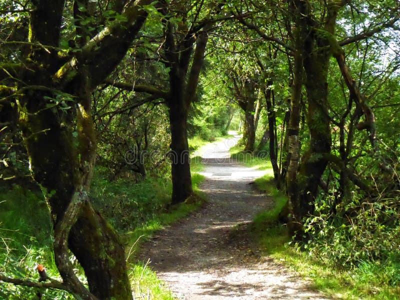 European Loaf Forest with Oath Trough Trees in Sunlight. Stock Photo ...