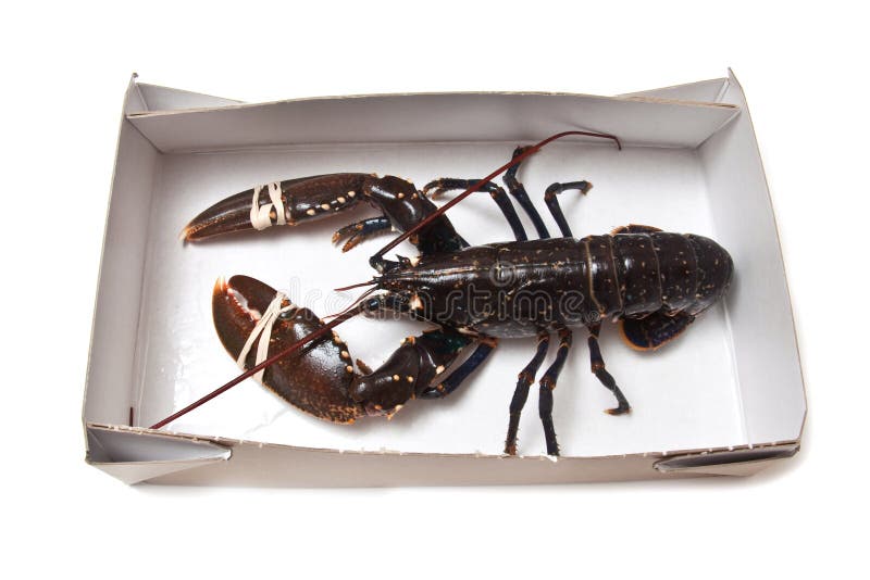 European lobster in box stock photo. Image of closeup - 25748576