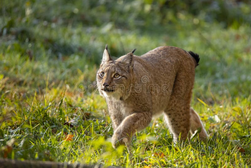 Eurasian Lynx, Lynx Lynx a Predator. Stock Photo - Image of lynx ...