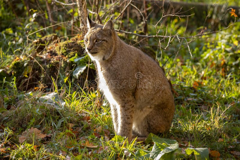 Eurasian Lynx, Lynx Lynx a Predator. Stock Image - Image of captivity ...