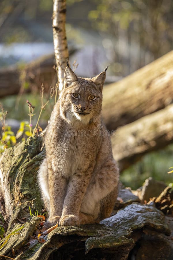 Eurasian Lynx, Lynx Lynx a Predator. Stock Image - Image of predator ...