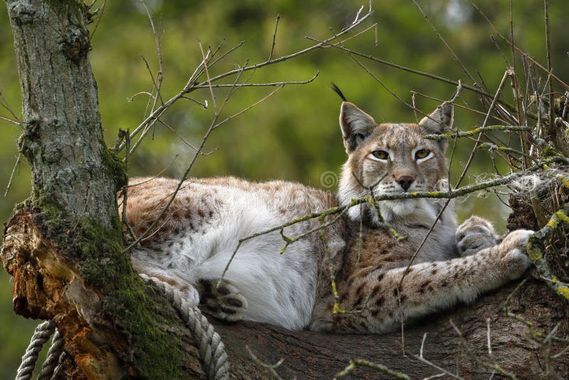 The European Lynx stock photo. Image of nature, animal - 144691906