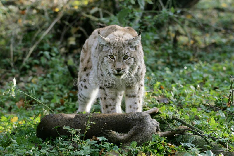 Lynx in a Deer Park in Wintertime Stock Photo - Image of park ...