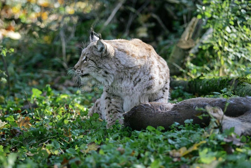 European Lynx, Felis Lynx with a Kill, a Roe Deer Stock Photo - Image ...
