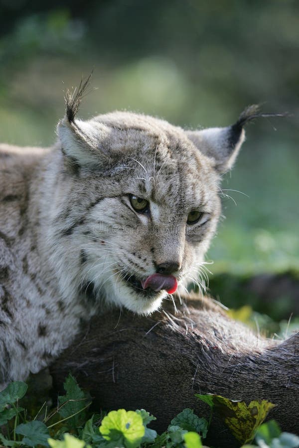 European Lynx, Felis Lynx with a Kill, a Roe Deer Stock Image - Image ...