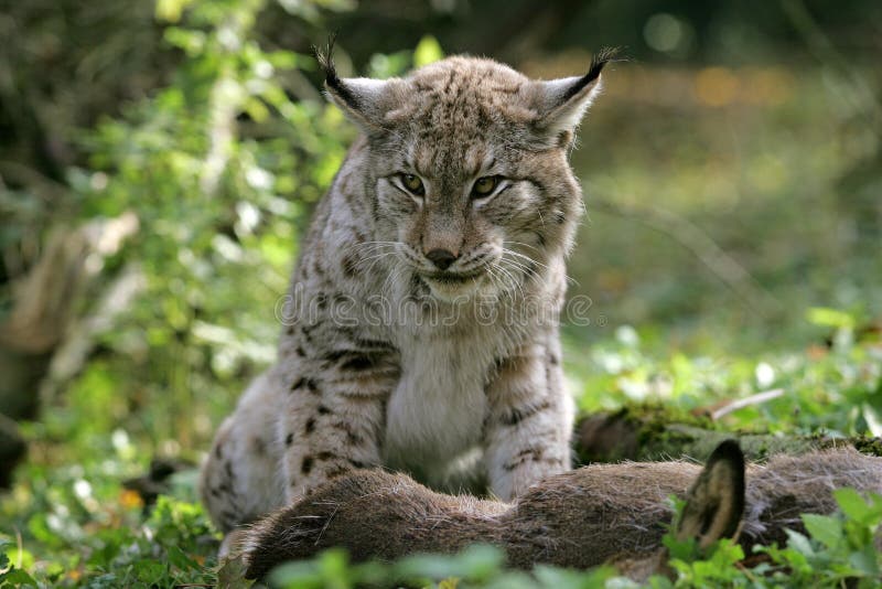 European Lynx, Felis Lynx with a Kill, a Roe Deer Stock Image - Image ...