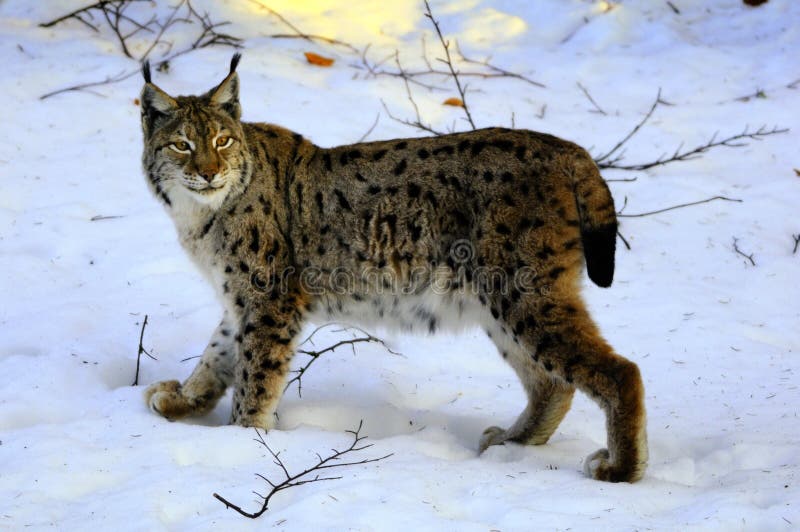 European Lynx (Lynx lynx) stock photo. Image of observe - 11596606