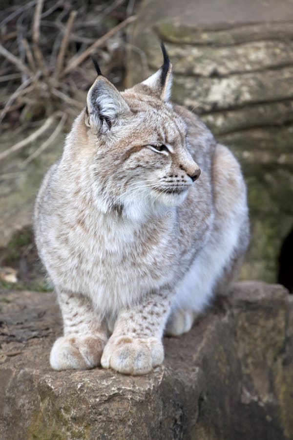 European Lynx stock photo. Image of wildcat, feline, yawn - 69084452