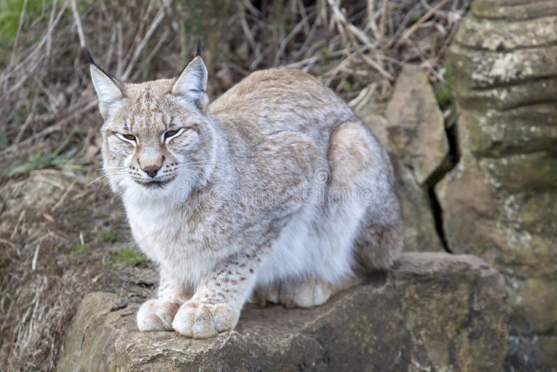 European Lynx stock image. Image of predator, zoology - 61856053