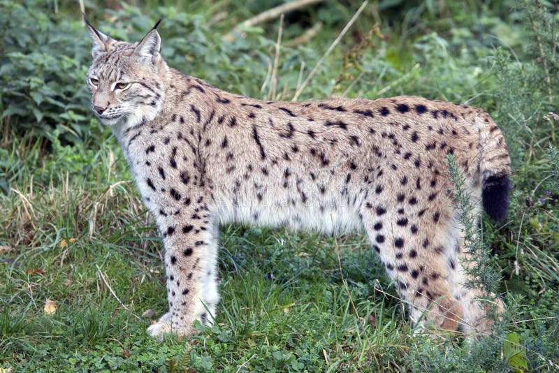 European Lynx stock image. Image of hunter, wildlife - 45830993