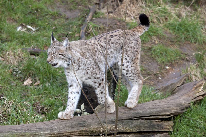 European Lynx stock photo. Image of fauna, carnivore - 70147994