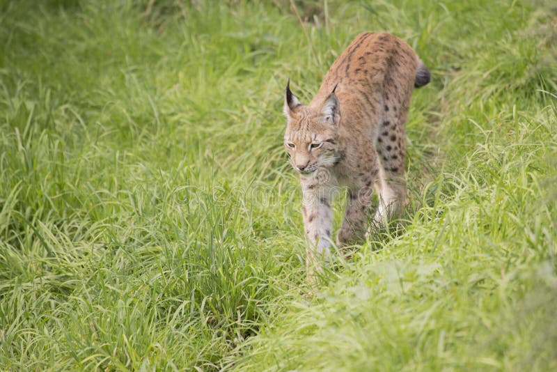European Lynx in Very Long Grass Stock Image - Image of wild, extreme ...