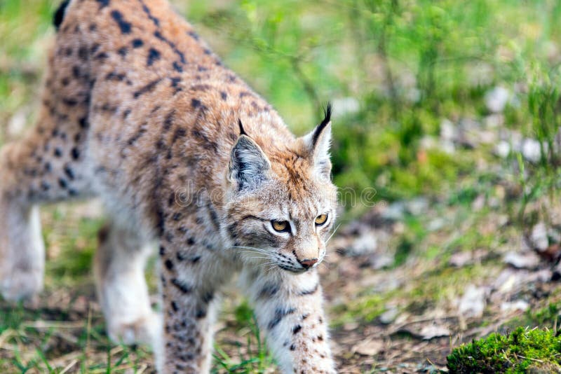 European Lynx stock photo. Image of feline, autumn, eurasian - 70969866