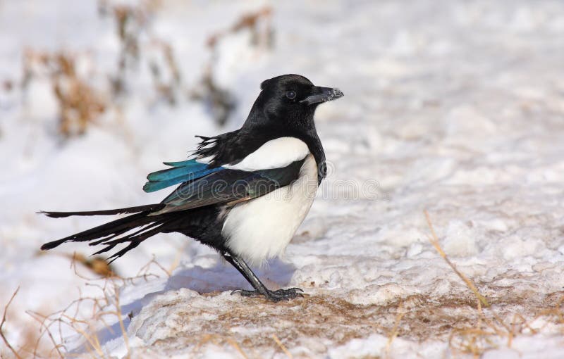 European magpie stock image. Image of pica, cute, plumage - 17680923