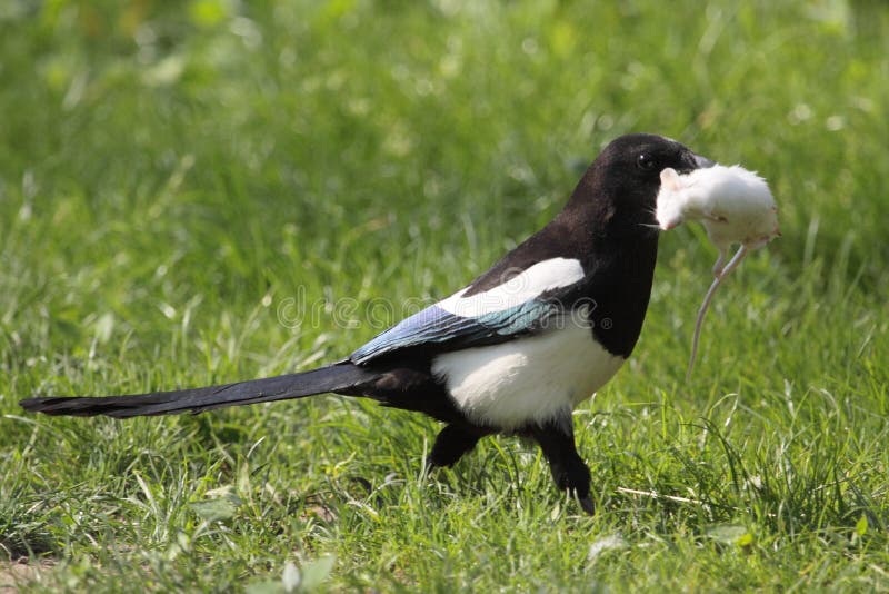 European magpie stock photo. Image of breeding, grass - 19419188