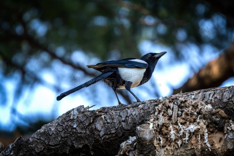 Magpie in Gum tree 2 stock image. Image of australiana - 1727813