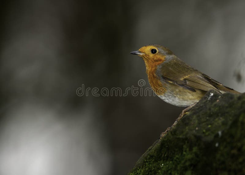 A European Male Robin stock image. Image of bird, breast - 48059137